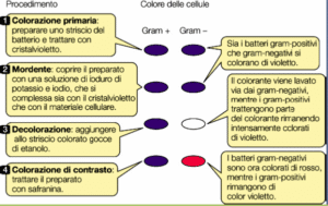 Hans Christian Gram: una vita tra medicina e microscopio | ScienceCuE