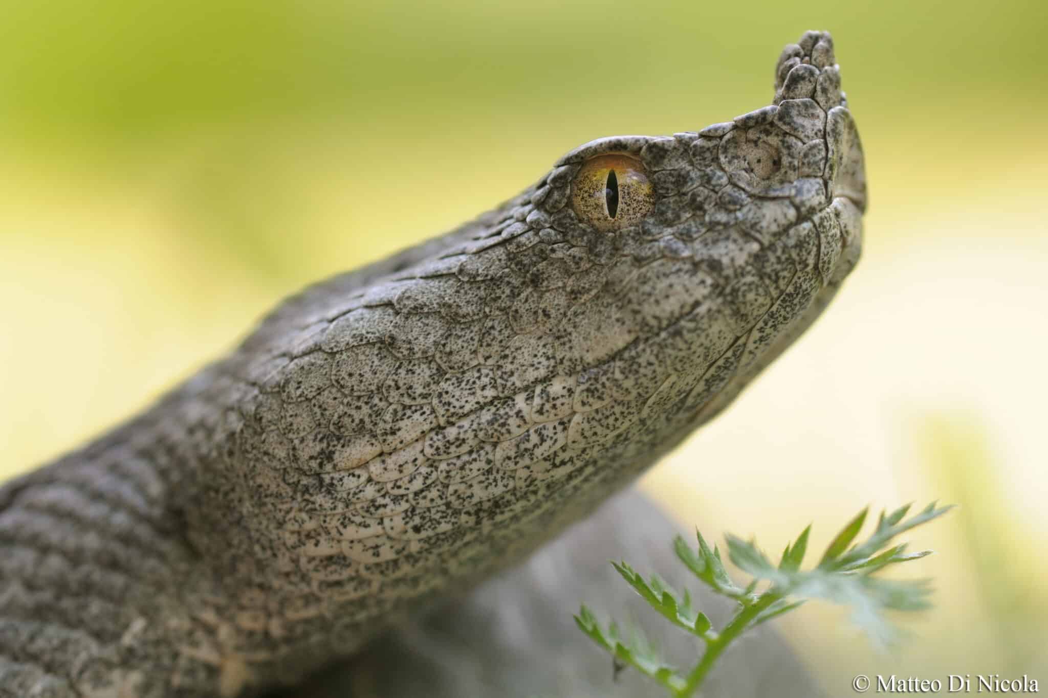 Alla scoperta della vipera dal corno italiana