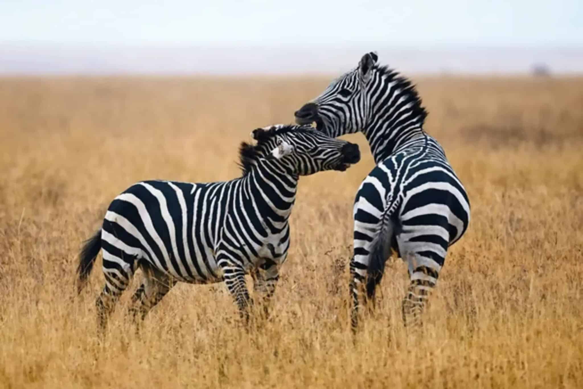 Perché le zebre hanno le strisce?